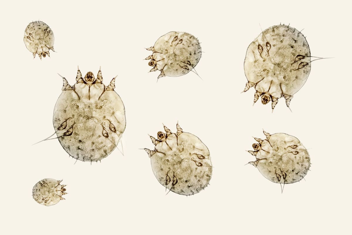 ¿Qué es la sarna humana y cómo se contagia? - Aiudo Blog